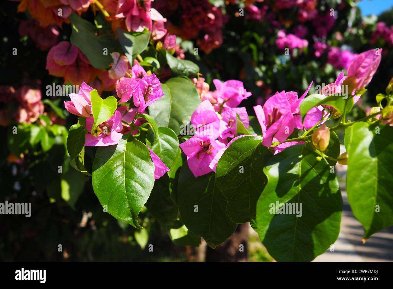 Bougainvillea is a genus of thorny ornamental vines, bushes, and trees ...