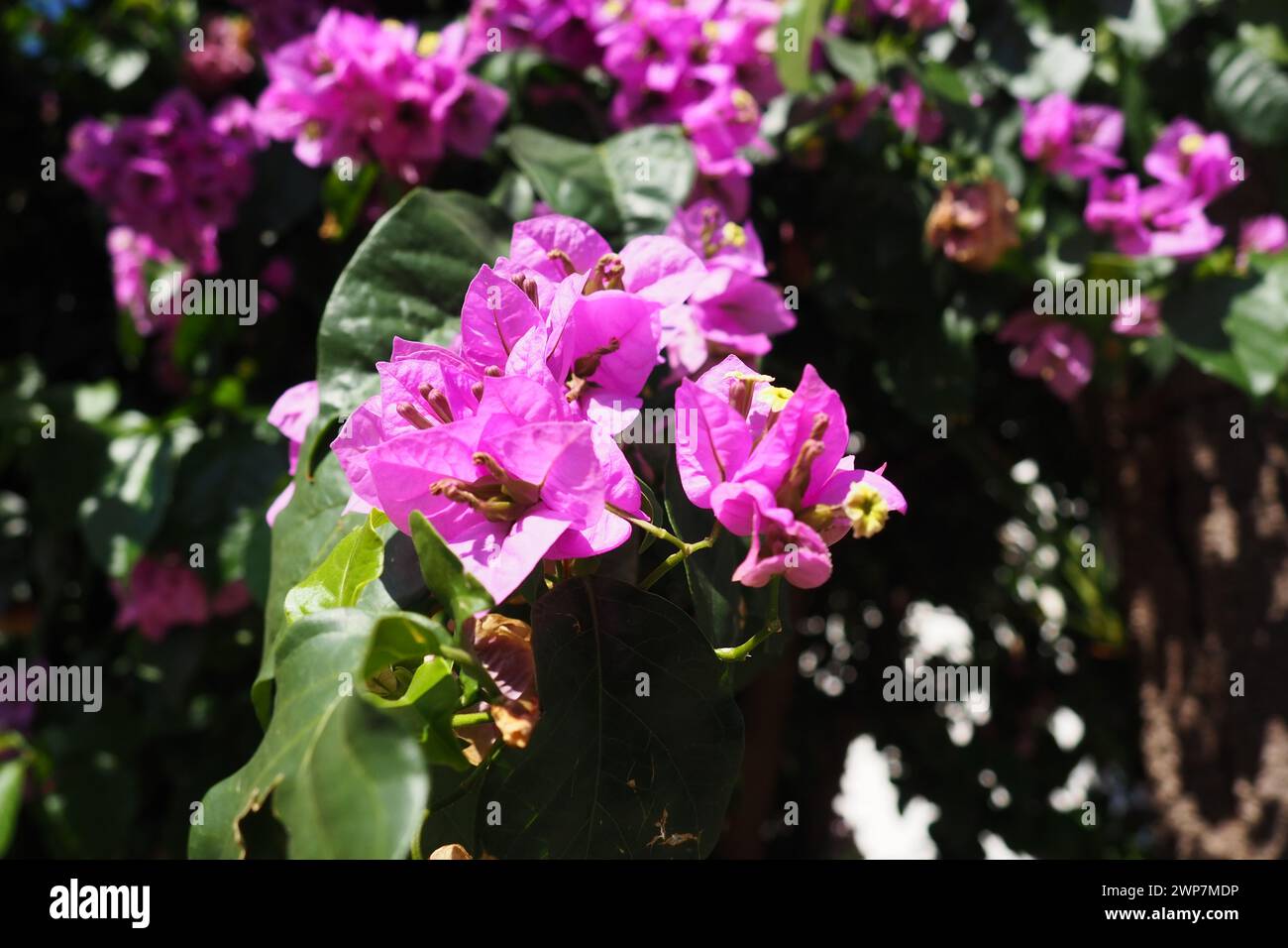 Flor de spectabilis hi-res stock photography and images - Alamy