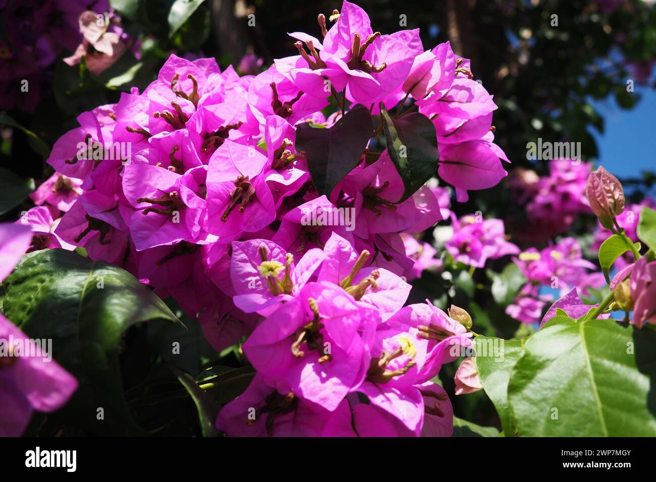 Roseta de papel hi-res stock photography and images - Alamy