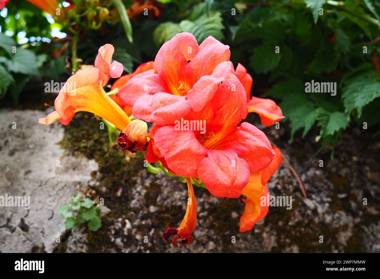 Campsis, trumpet creeper or trumpet vine, a genus of plants in the ...