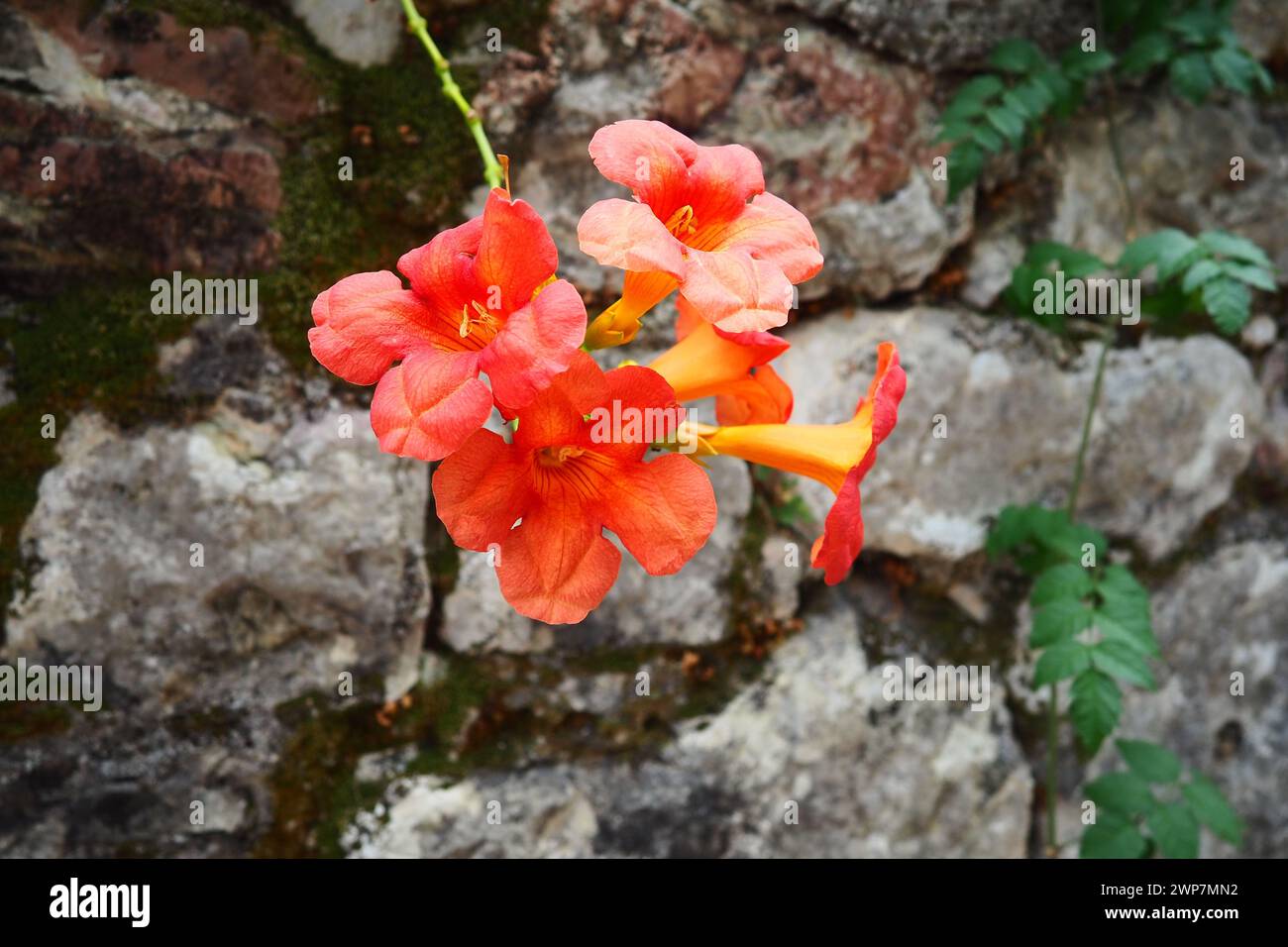 Campsis, trumpet creeper or trumpet vine, a genus of plants in the family Bignoniaceae. Vigorous ...