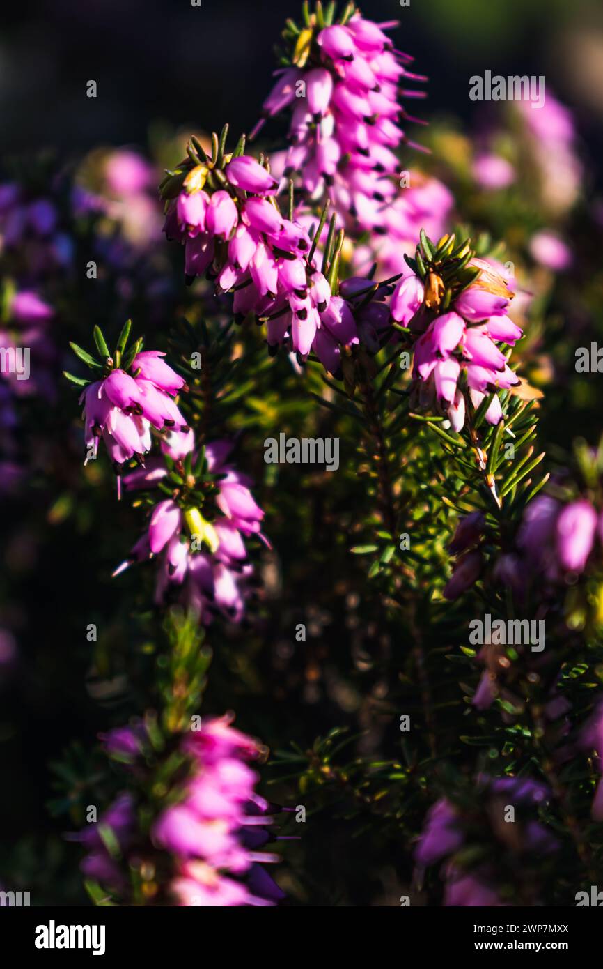 Pink heather sprigs on a plant in the ground in winter, ericaceae ...