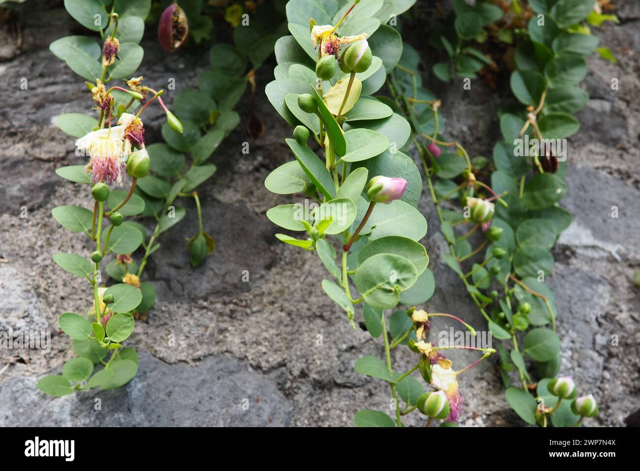 Capparis spinosa, the caper bush, Flinders rose, is a perennial plant ...