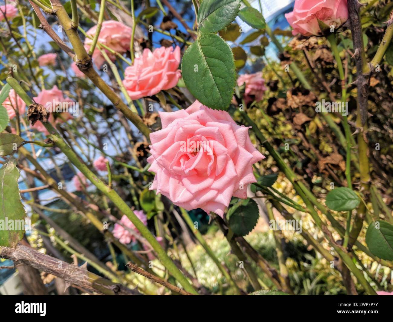 Foreground pink roses and leaves with background buildings Stock Photo ...