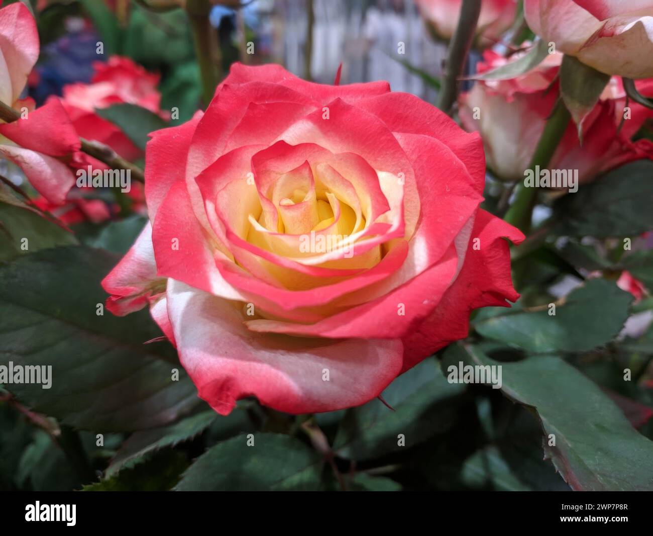 Lively assortment of flowers hi-res stock photography and images - Alamy