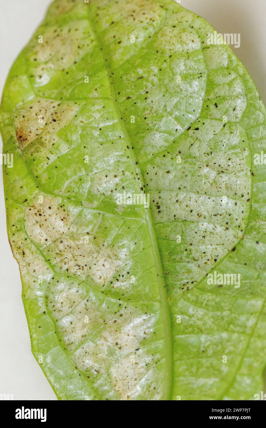 Black spots disease on leaf Stock Photo - Alamy