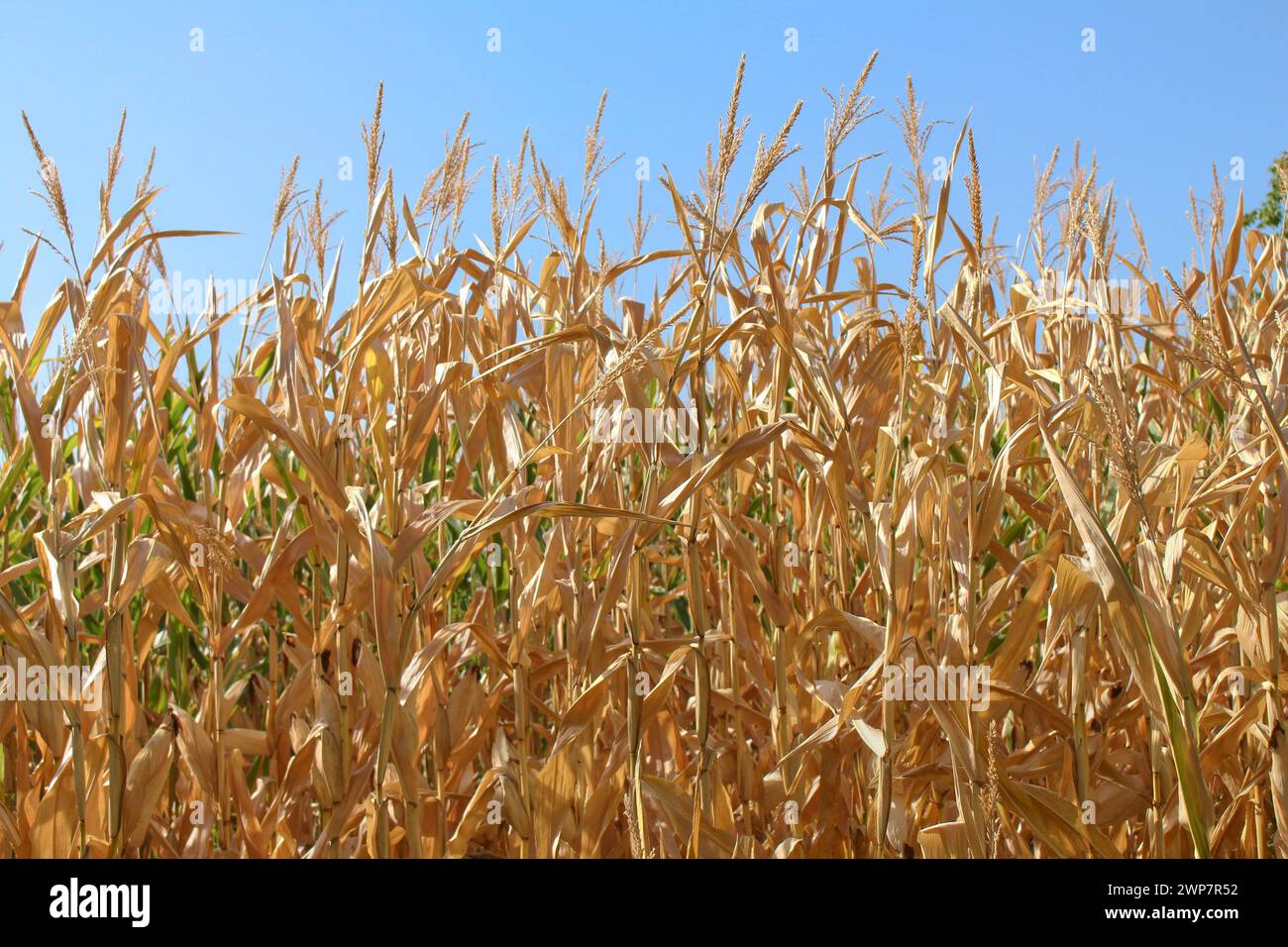 Lush cornfield hi-res stock photography and images - Alamy
