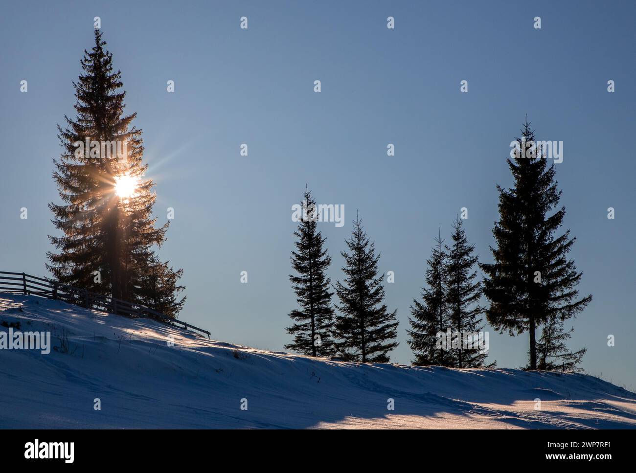 Sunlight shining between tree hi-res stock photography and images - Alamy