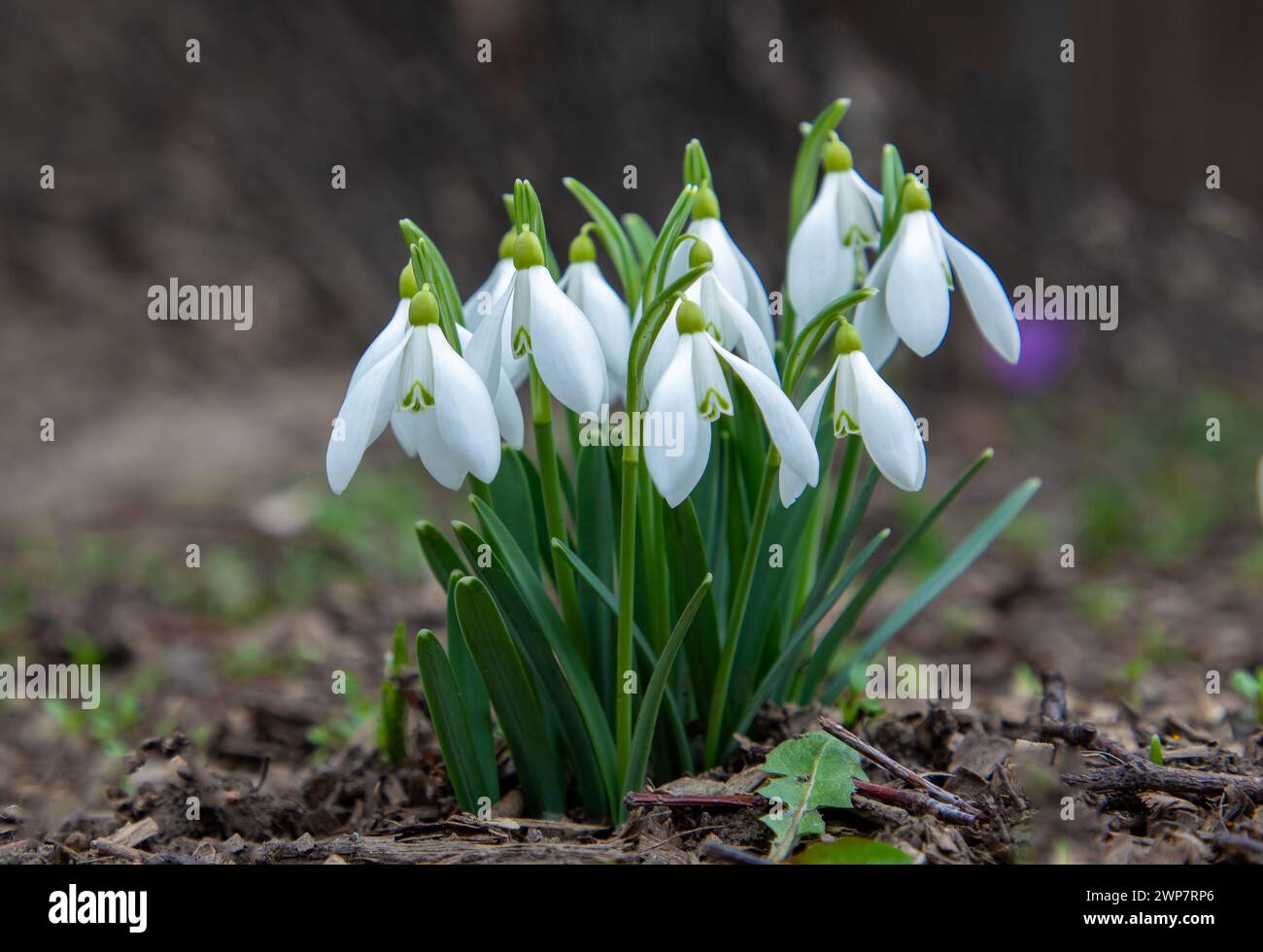 An isolated clump of snowdrops on the ground Stock Photo - Alamy