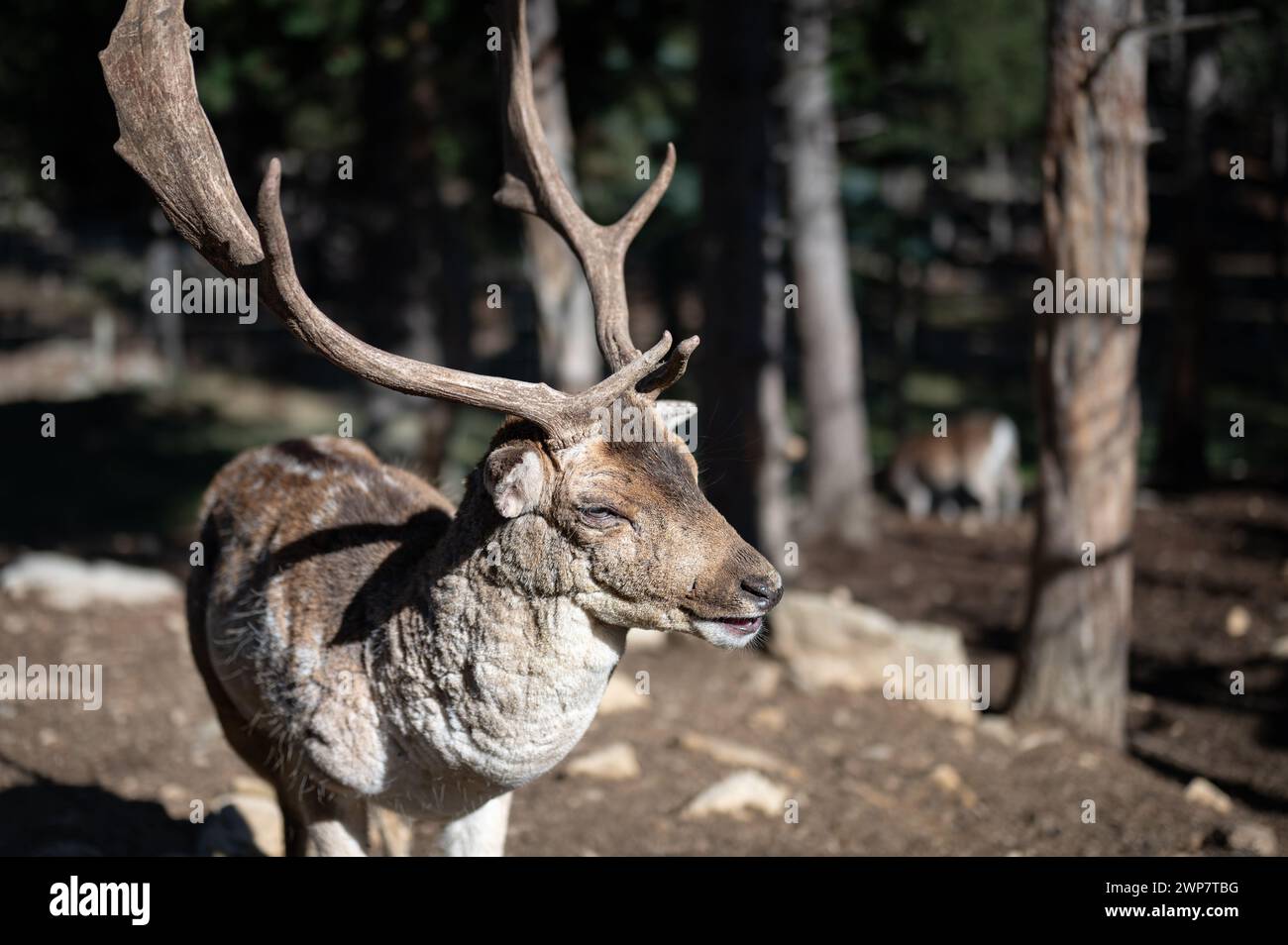 Portrait of an old deer in the pyrenees at the parc animalier des ...