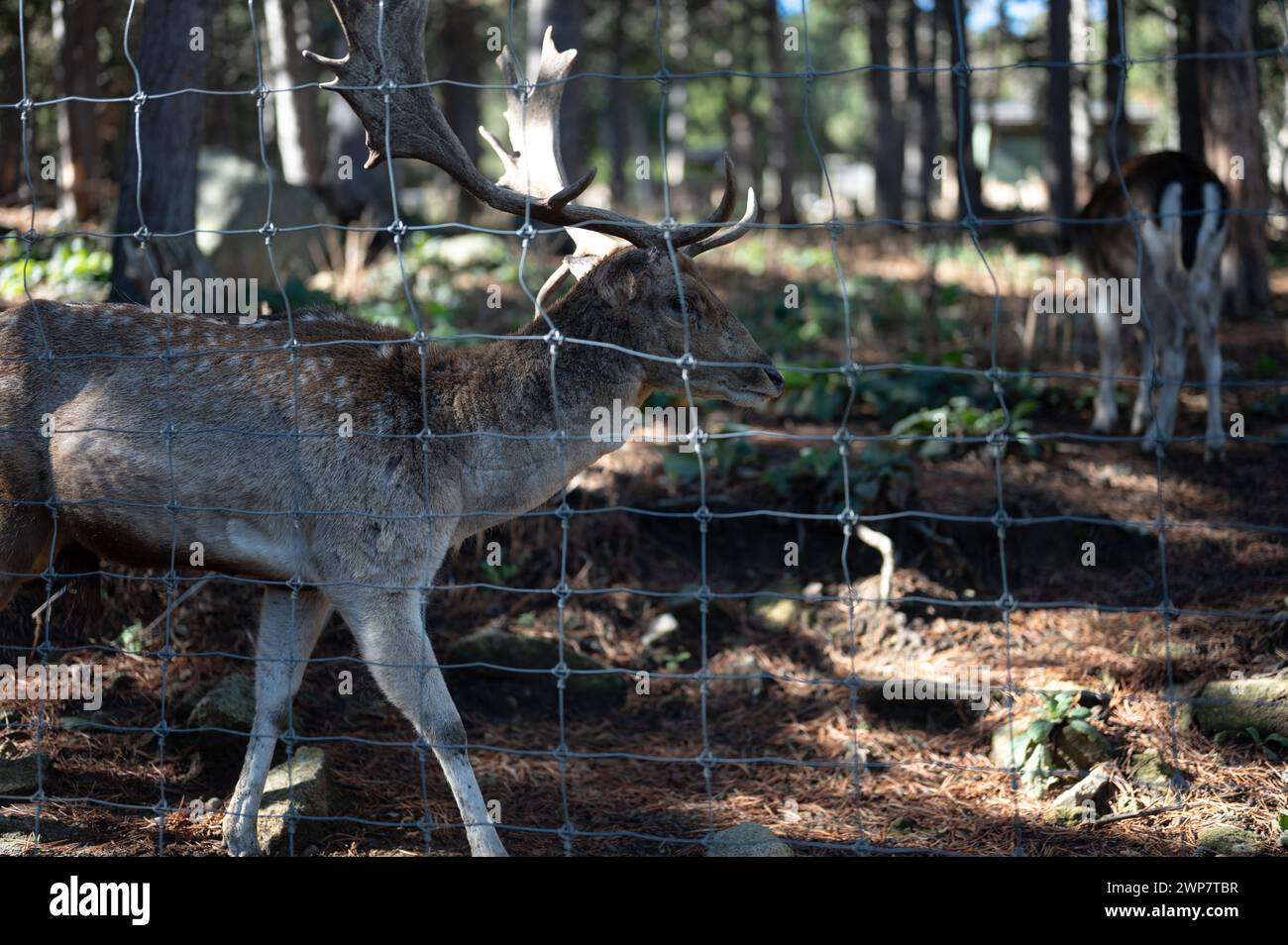 Detail of the deer in captivity of the zoo through the metal mesh fence ...