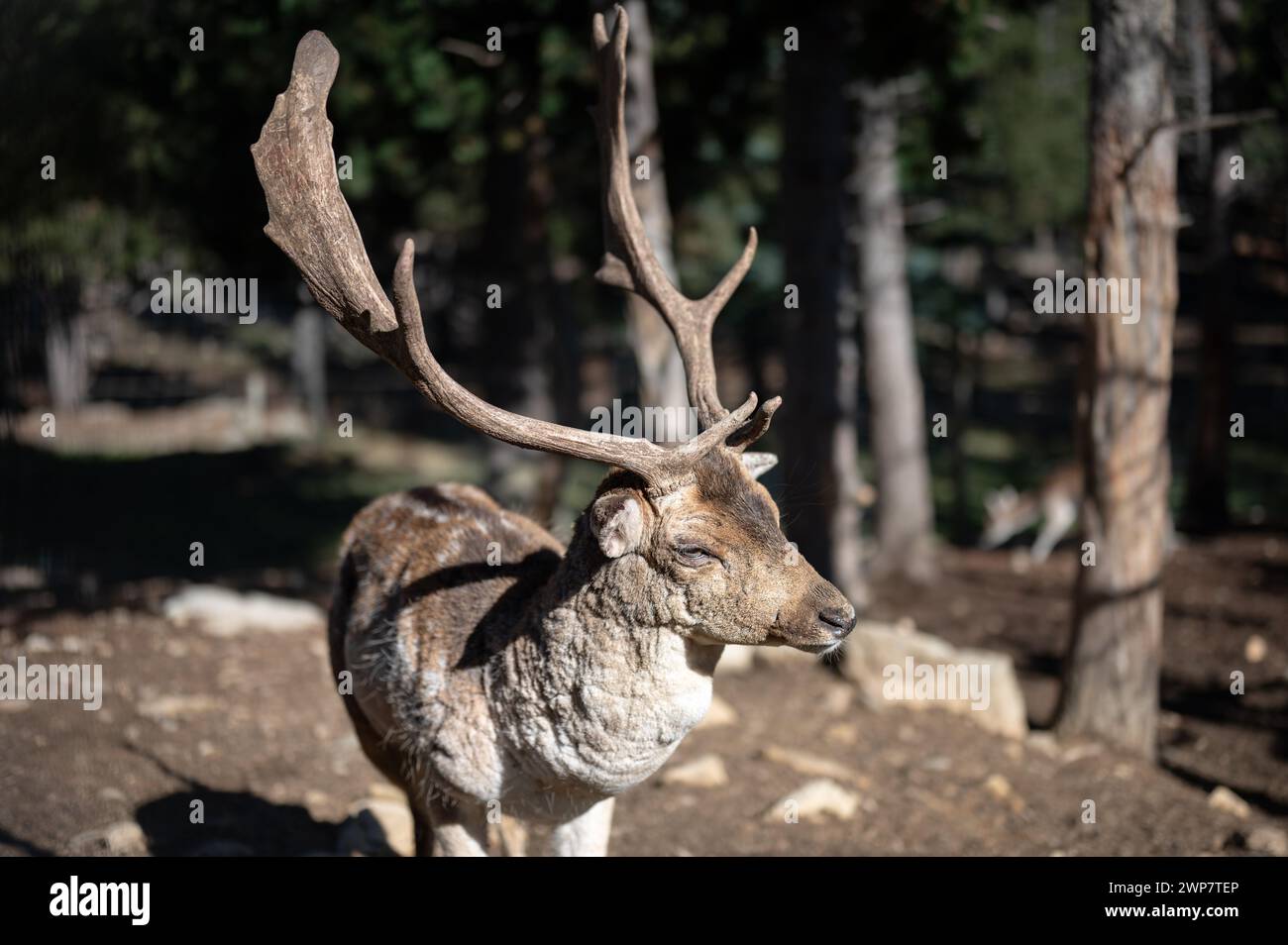 Portrait of an old deer in the pyrenees at the parc animalier des ...