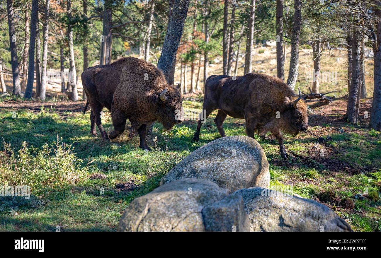 Pair of Bison walking through the forest in the parc animalier des ...