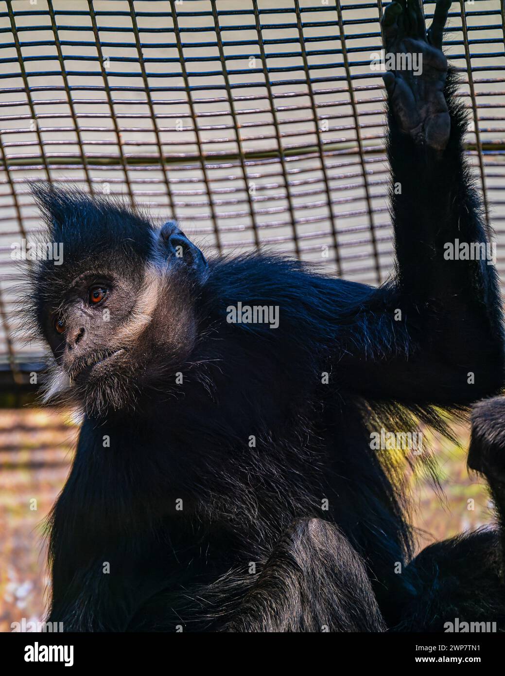 Captive monkey hi-res stock photography and images - Alamy