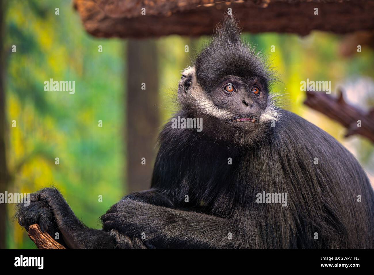 A black monkey perched on a tree branch Stock Photo - Alamy