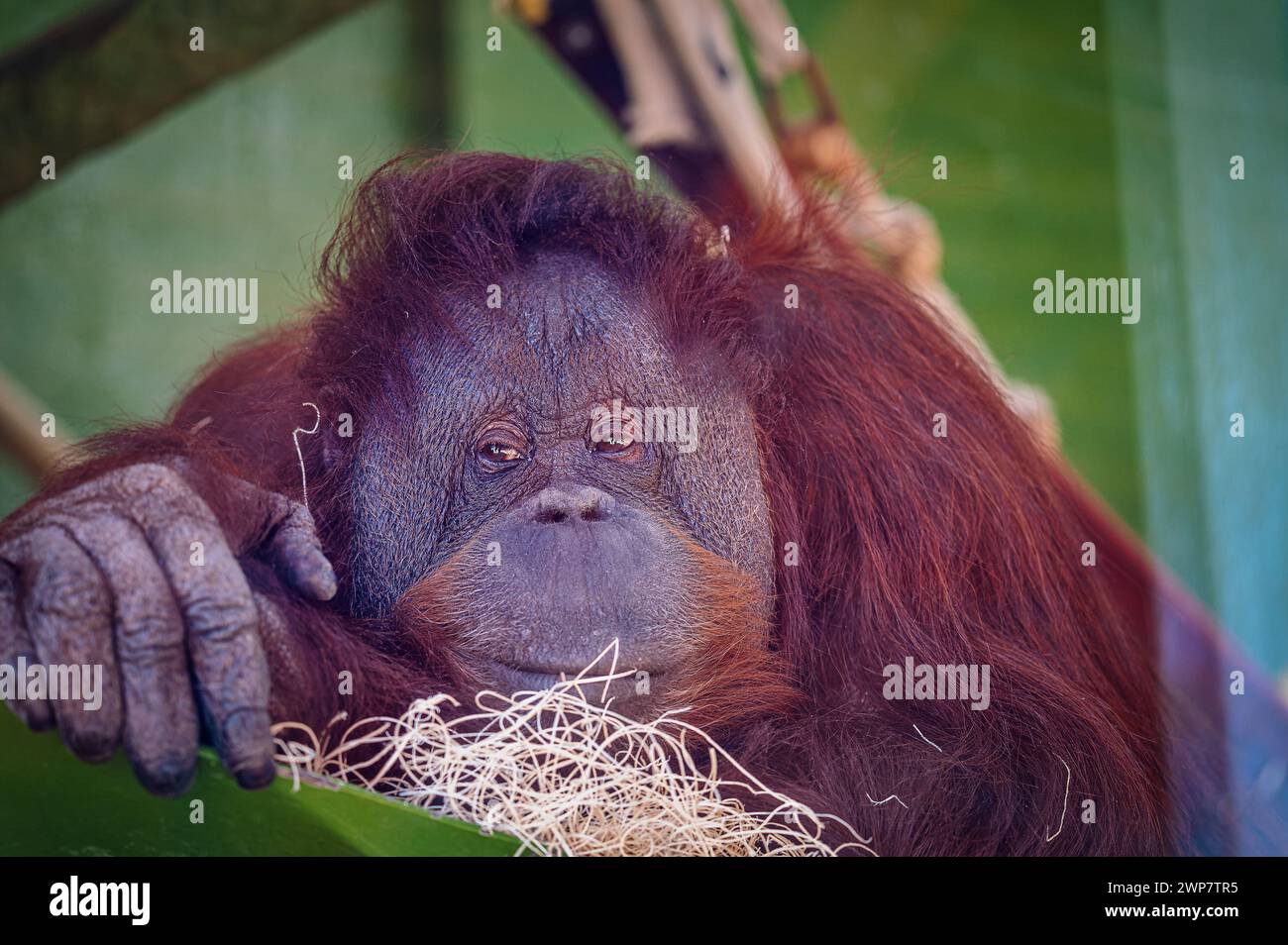Big monkey hi-res stock photography and images - Alamy