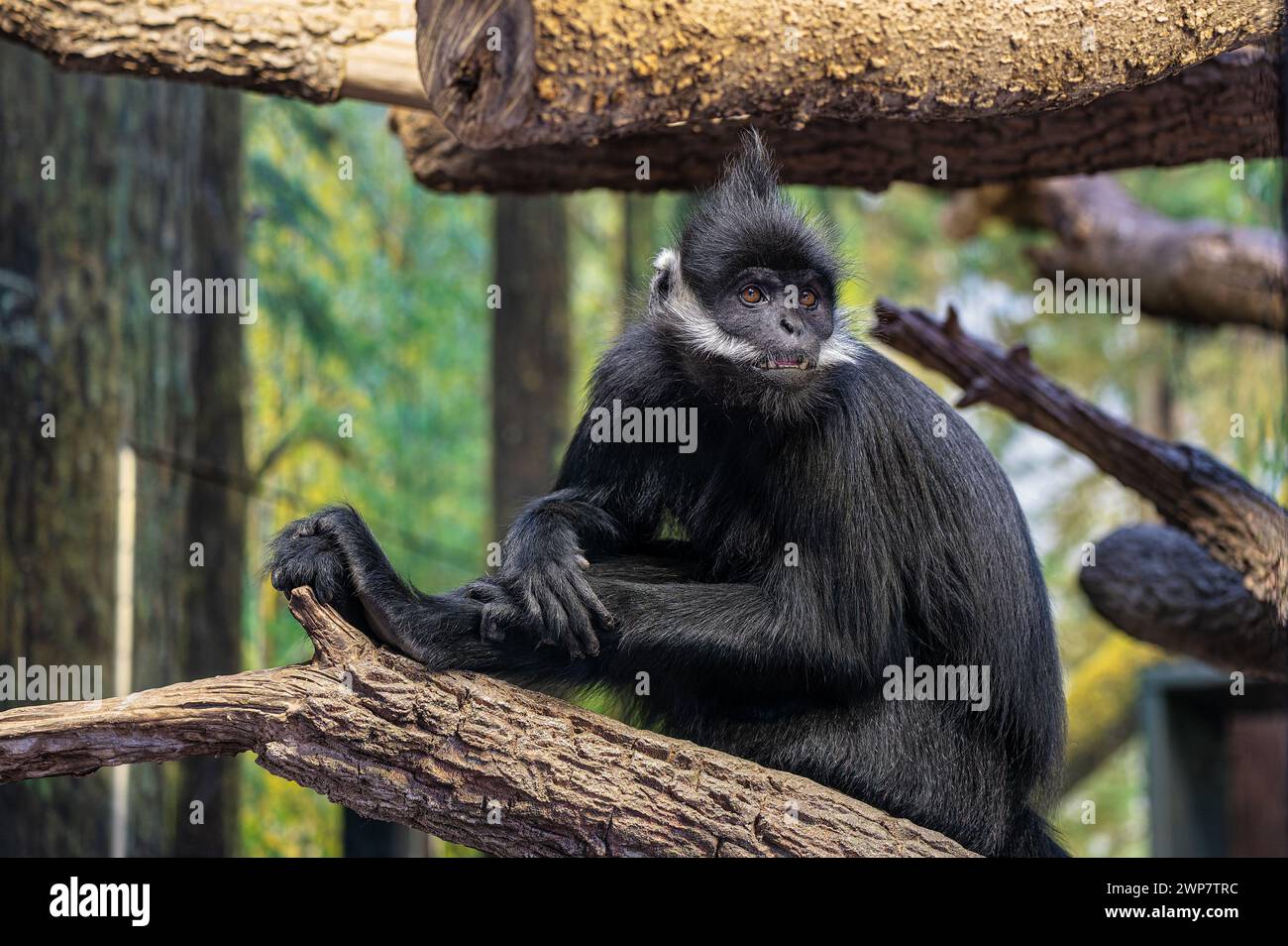 A black monkey perched on a tree branch Stock Photo - Alamy