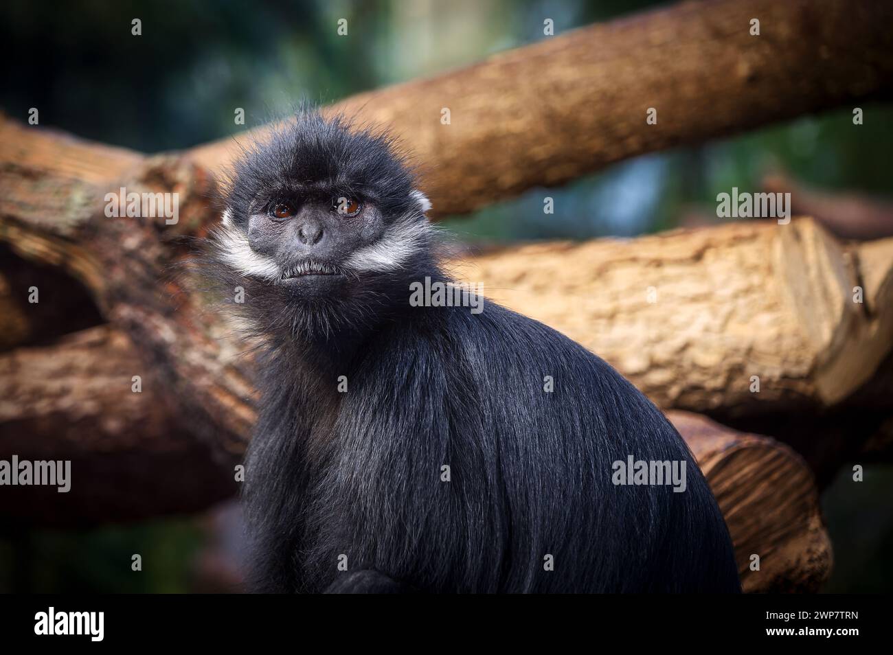 A black monkey perched on a tree branch Stock Photo - Alamy