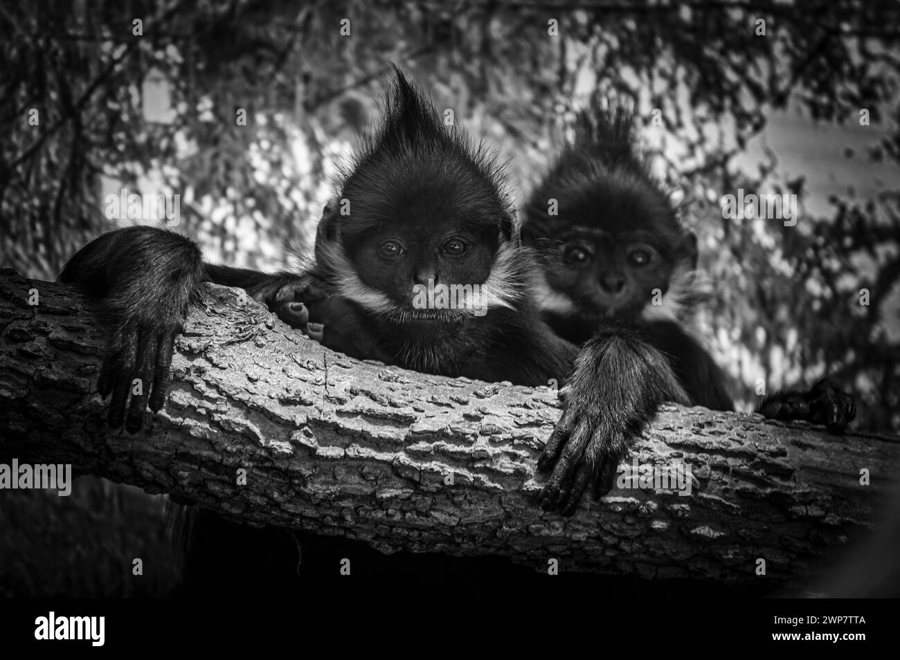 Two infant monkeys playing on a tree branch in a lush jungle setting ...