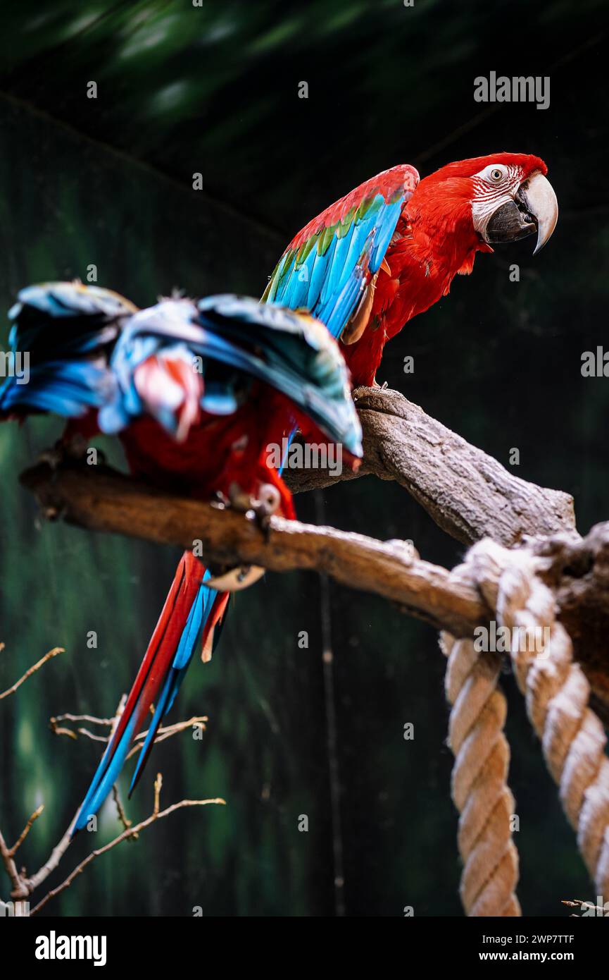 Two vibrant parrots sitting together on a tree branch Stock Photo - Alamy