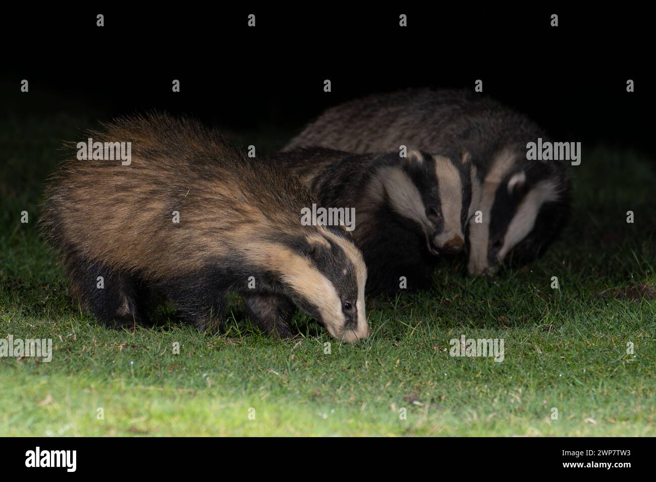 Badgers hi-res stock photography and images - Alamy