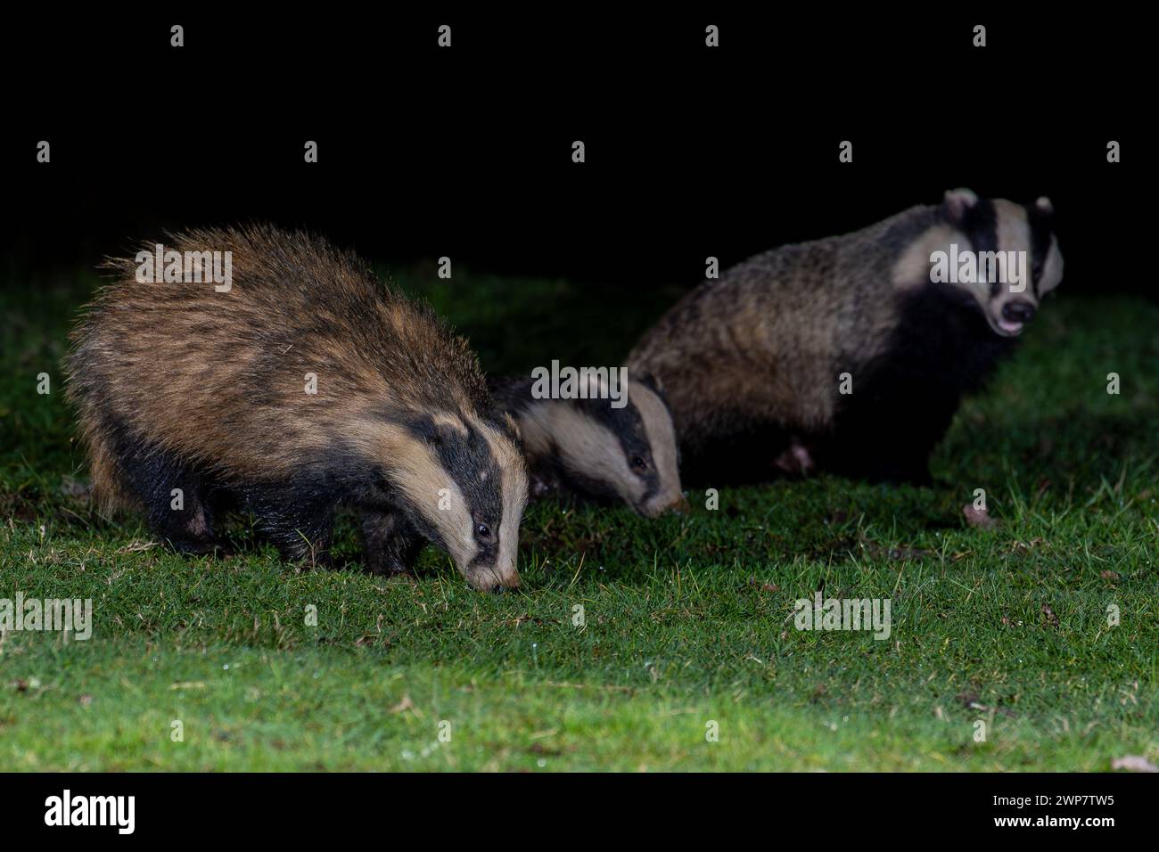 Badgers hi-res stock photography and images - Alamy