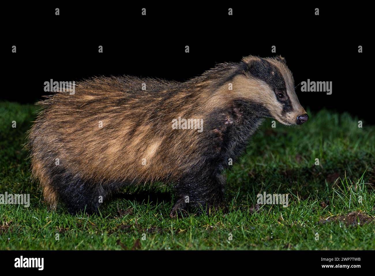 Oxfordshire badgers hi-res stock photography and images - Alamy