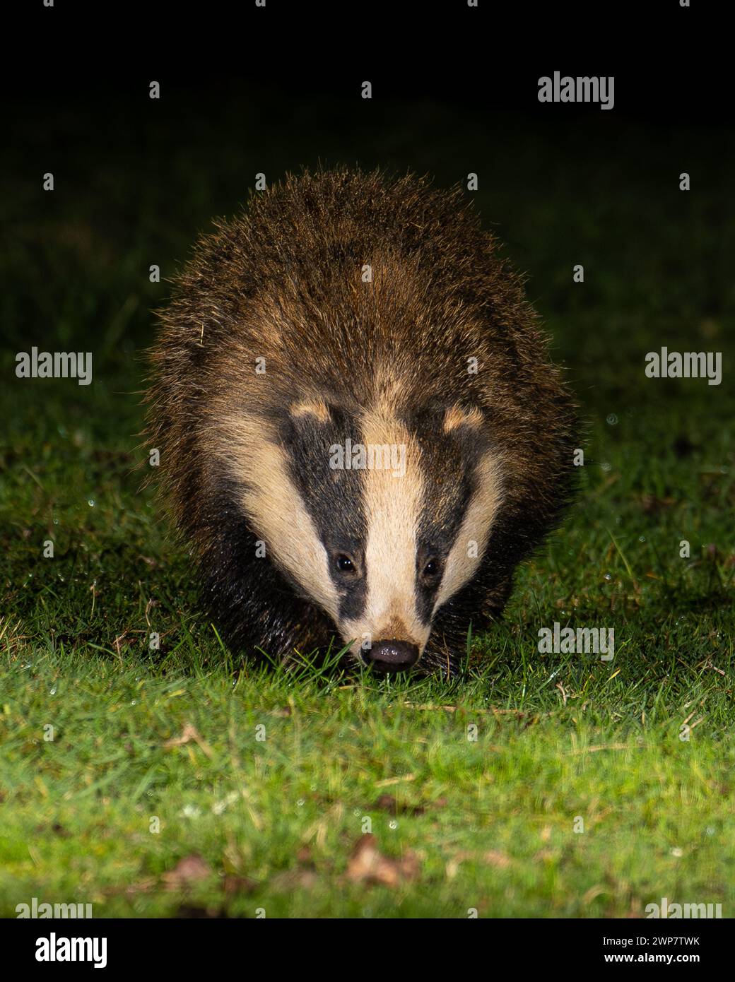 Badgers hi-res stock photography and images - Alamy