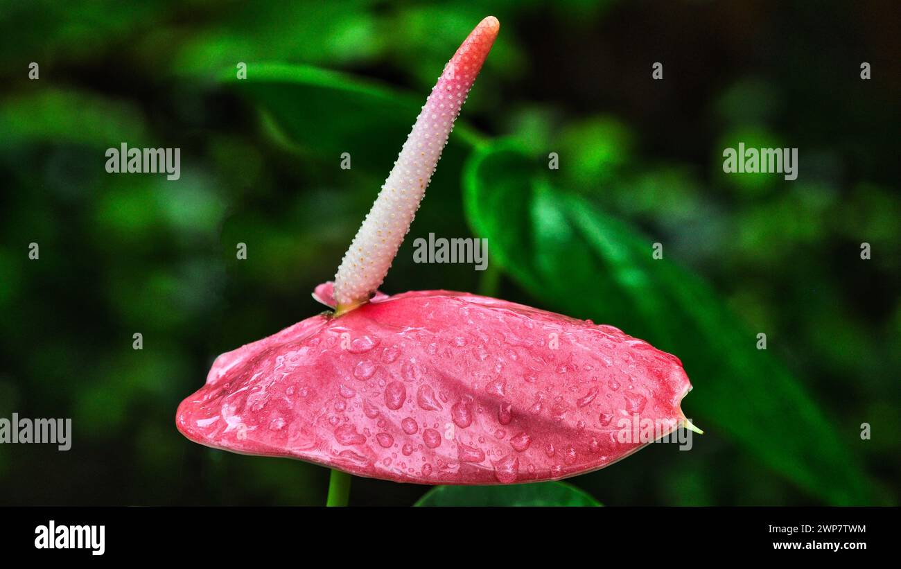 Colors of Nature - Raindrops Stock Photo - Alamy
