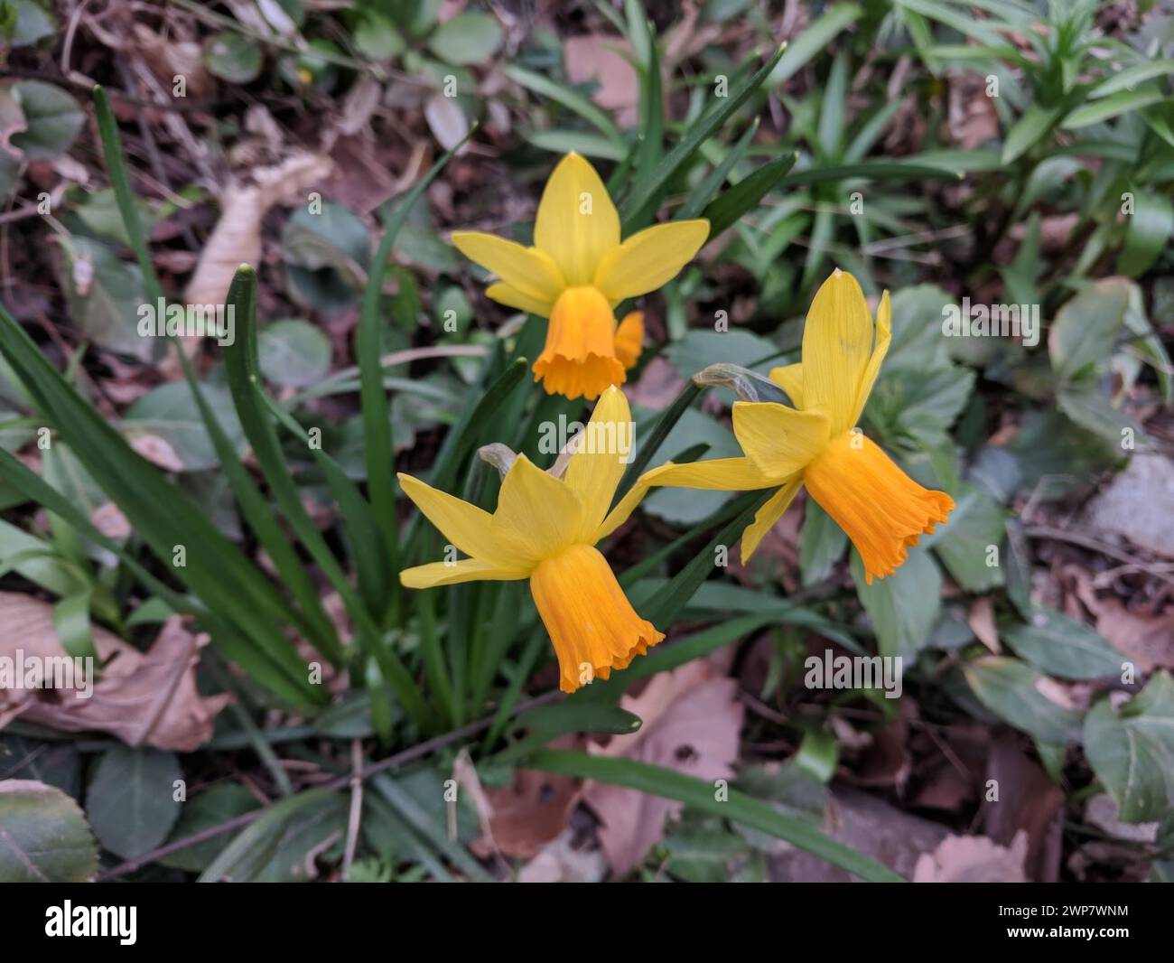 Nestled among wildflowers hi-res stock photography and images - Alamy