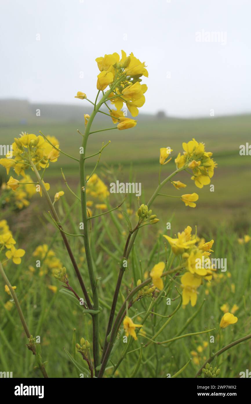 Tall plant stem hi-res stock photography and images - Alamy