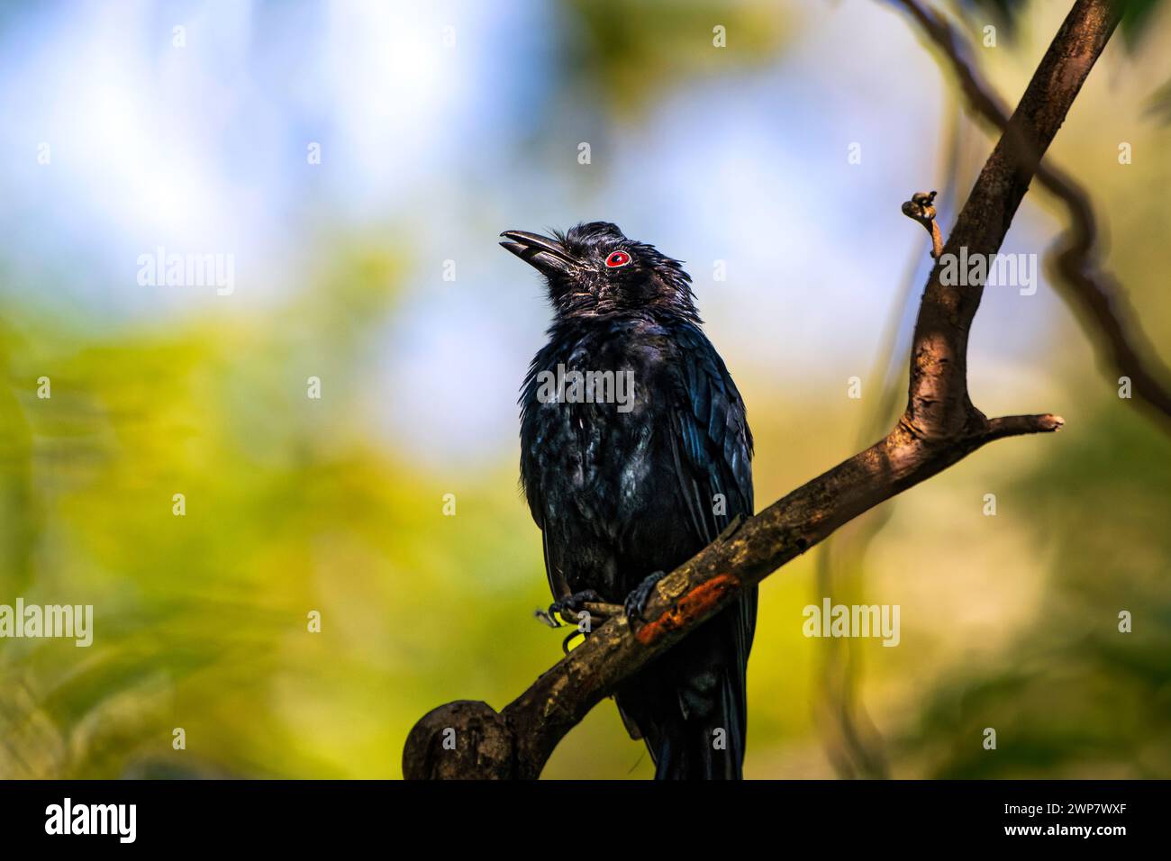 Some birds of India: Spangled Drongo in Kerala Stock Photo - Alamy