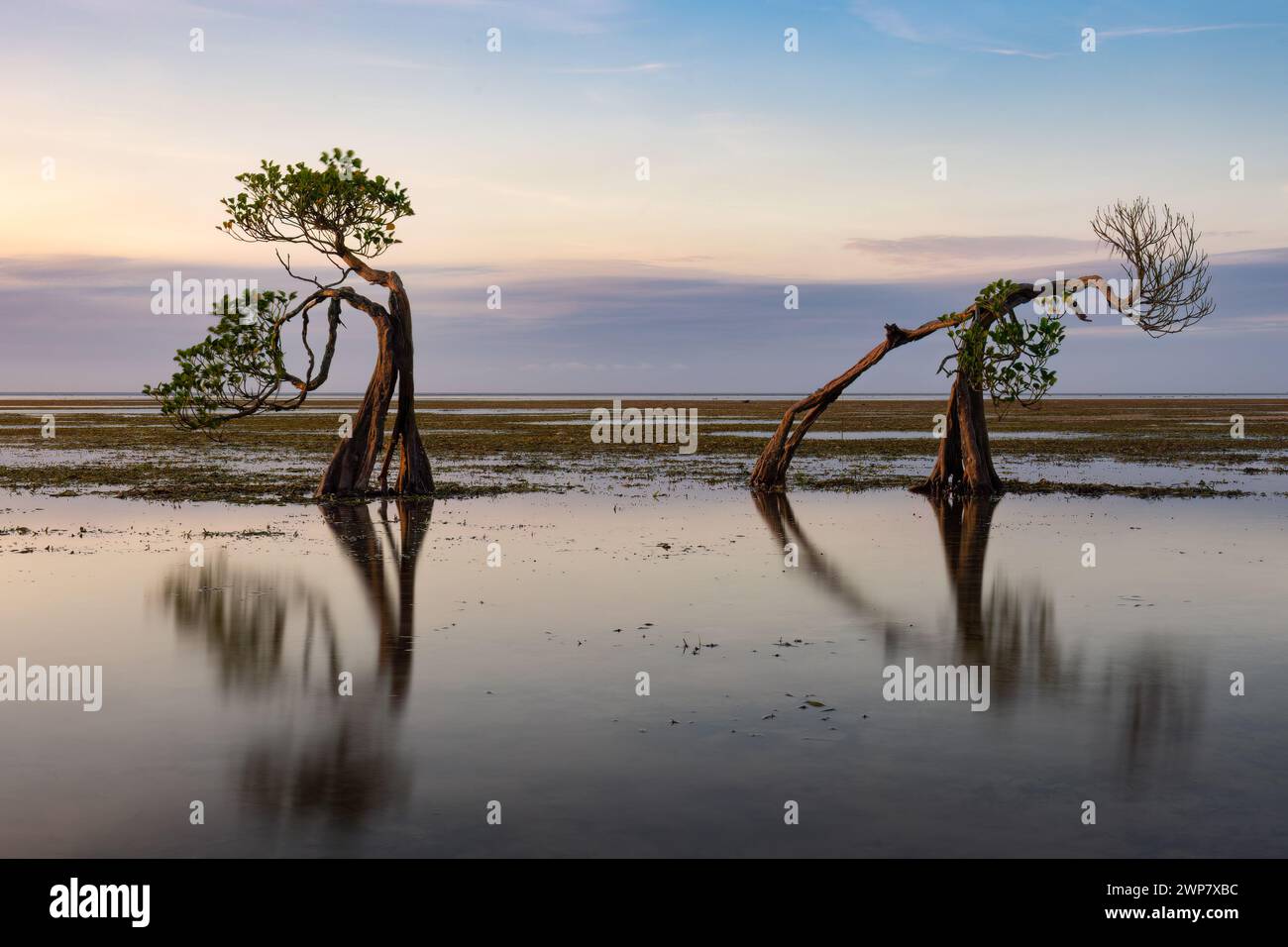 The Dancing Mangrove Trees of Sumba Island in Indonesia Stock Photo - Alamy