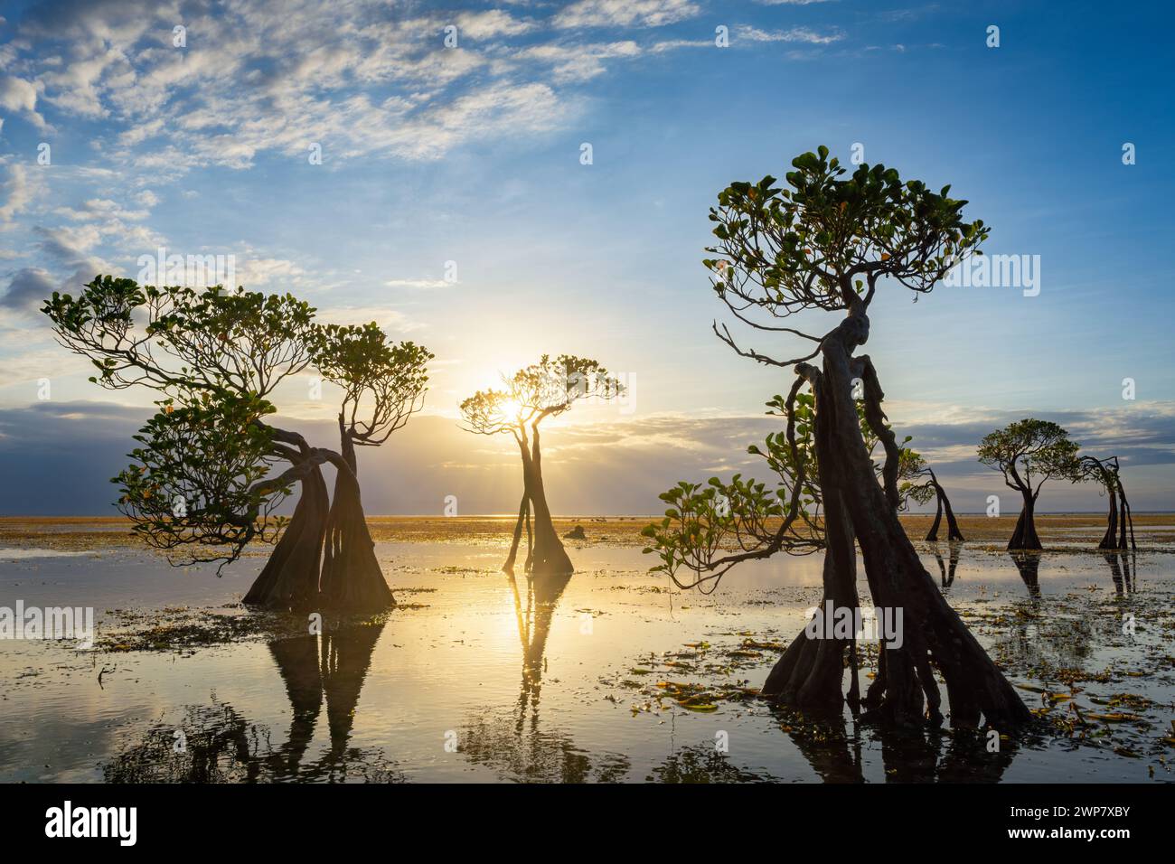 The Dancing Mangrove Trees of Sumba Island in Indonesia Stock Photo - Alamy