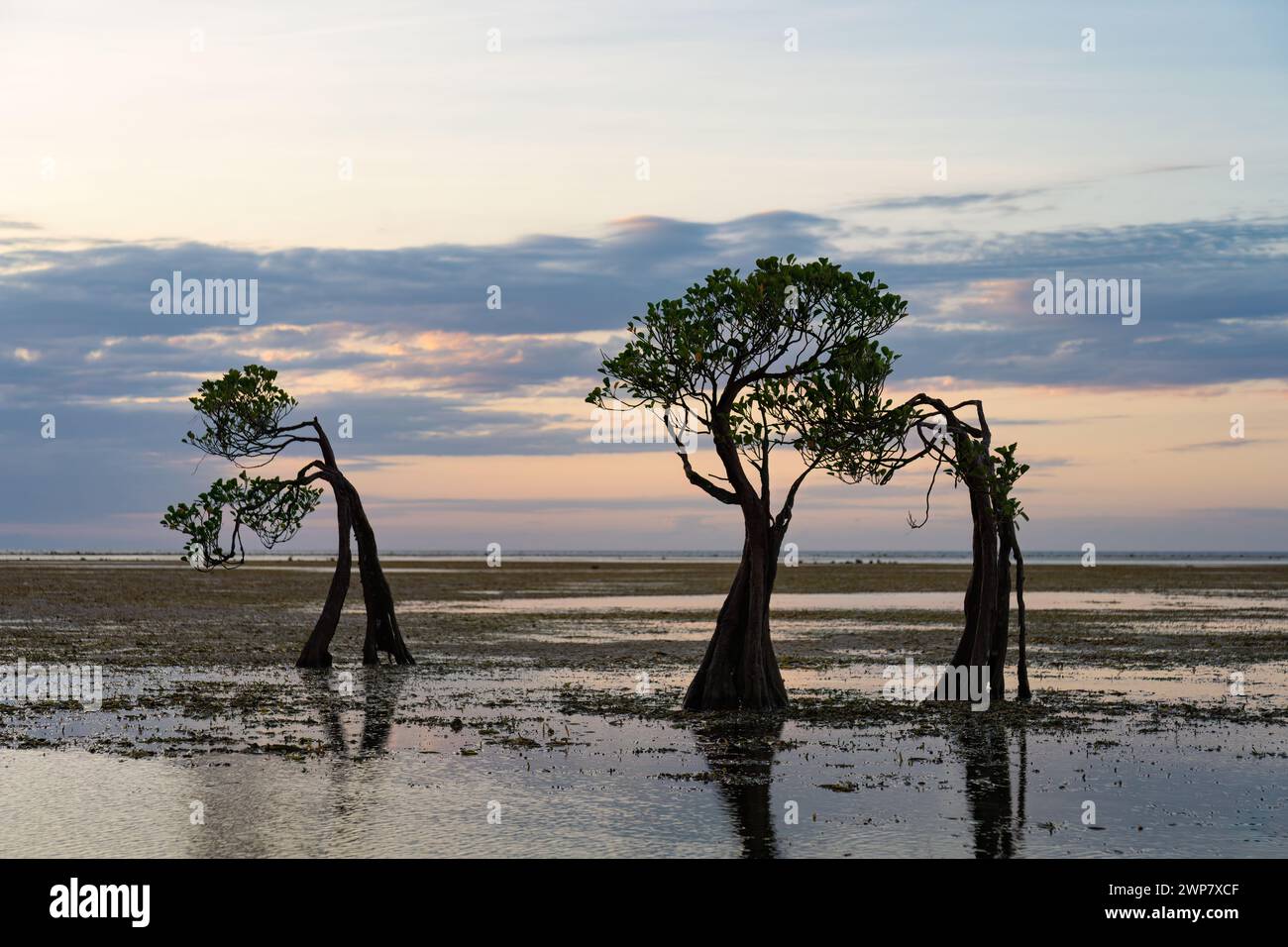 The Dancing Mangrove Trees of Sumba Island in Indonesia Stock Photo - Alamy
