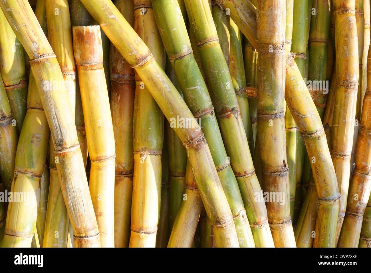 sugarcane plant texture as nice natural background Stock Photo - Alamy