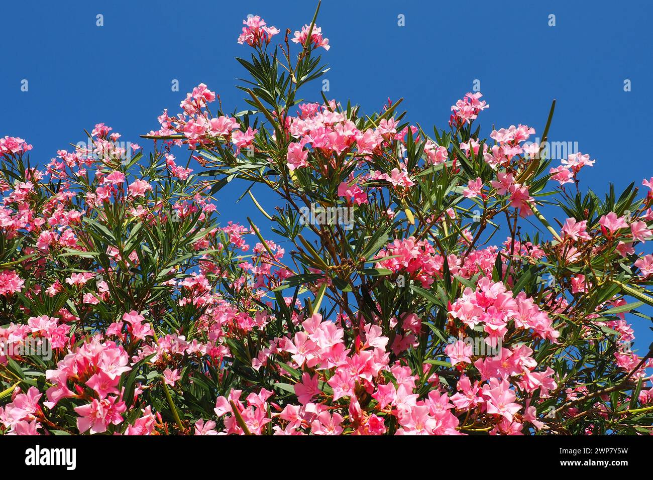 Oleander, Nerium oleander Apocynaceae, is a poisonous shrub. It is ...