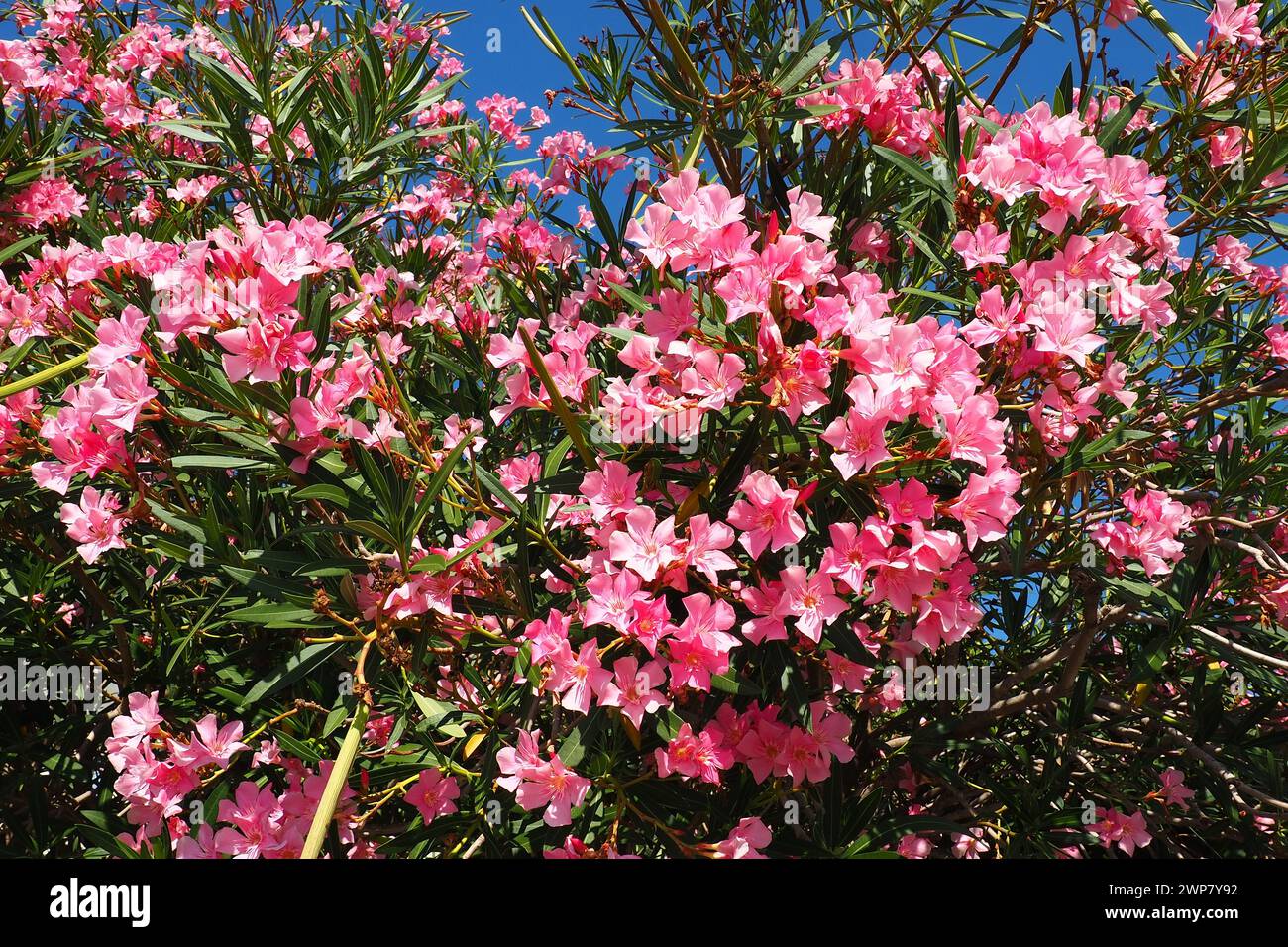 Oleander, Nerium oleander Apocynaceae, is a poisonous shrub. It is ...