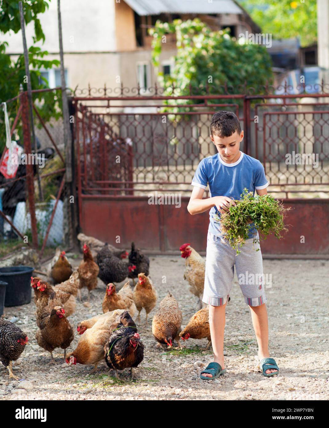 Full length portrait of a child feeding chickens in the countryside ...