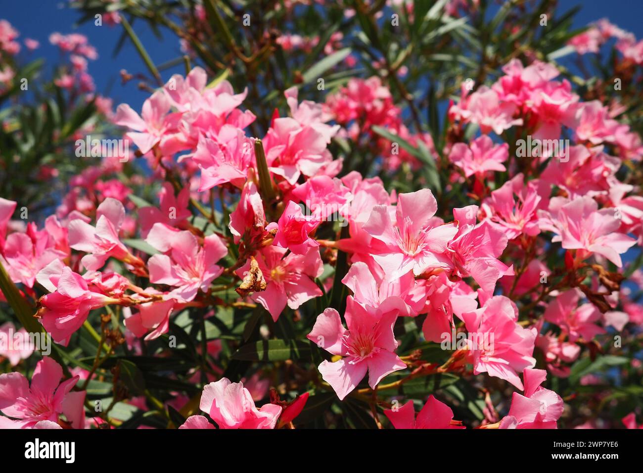 Oleander, Nerium oleander Apocynaceae, is a poisonous shrub. It is ...