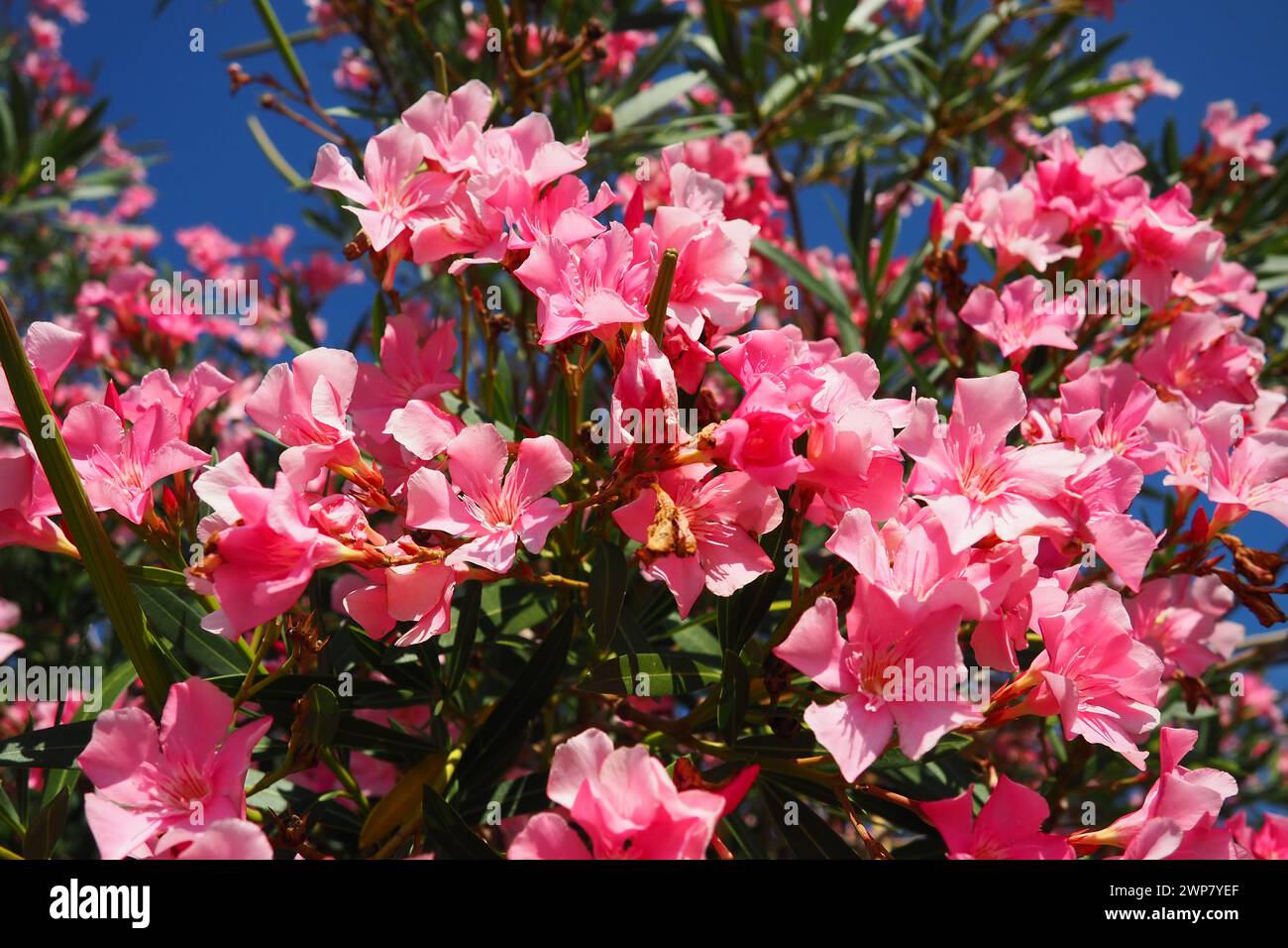 Oleander, Nerium oleander Apocynaceae, is a poisonous shrub. It is ...