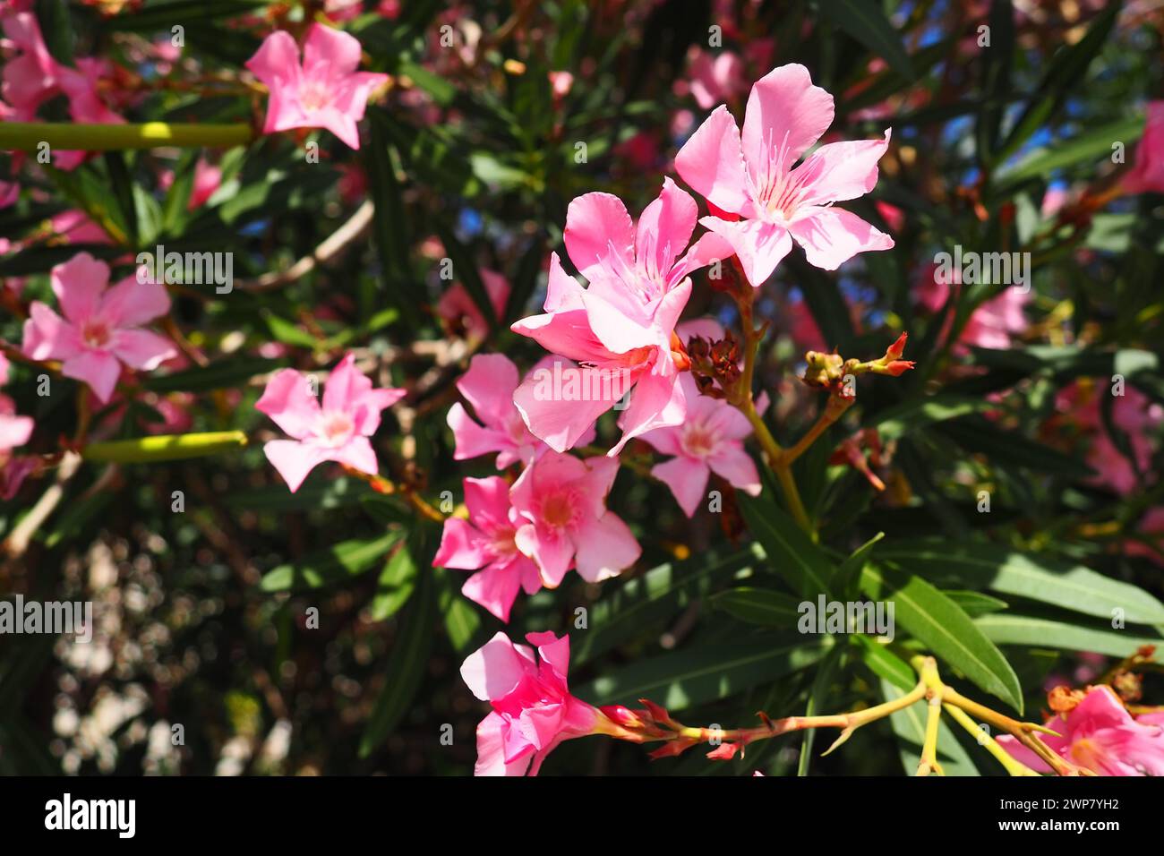 Oleander, Nerium oleander Apocynaceae, is a poisonous shrub. It is ...