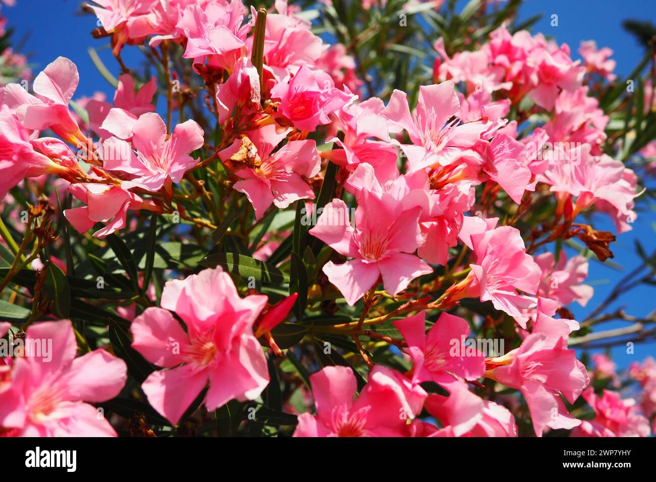 Oleander, Nerium oleander Apocynaceae, is a poisonous shrub. It is ...