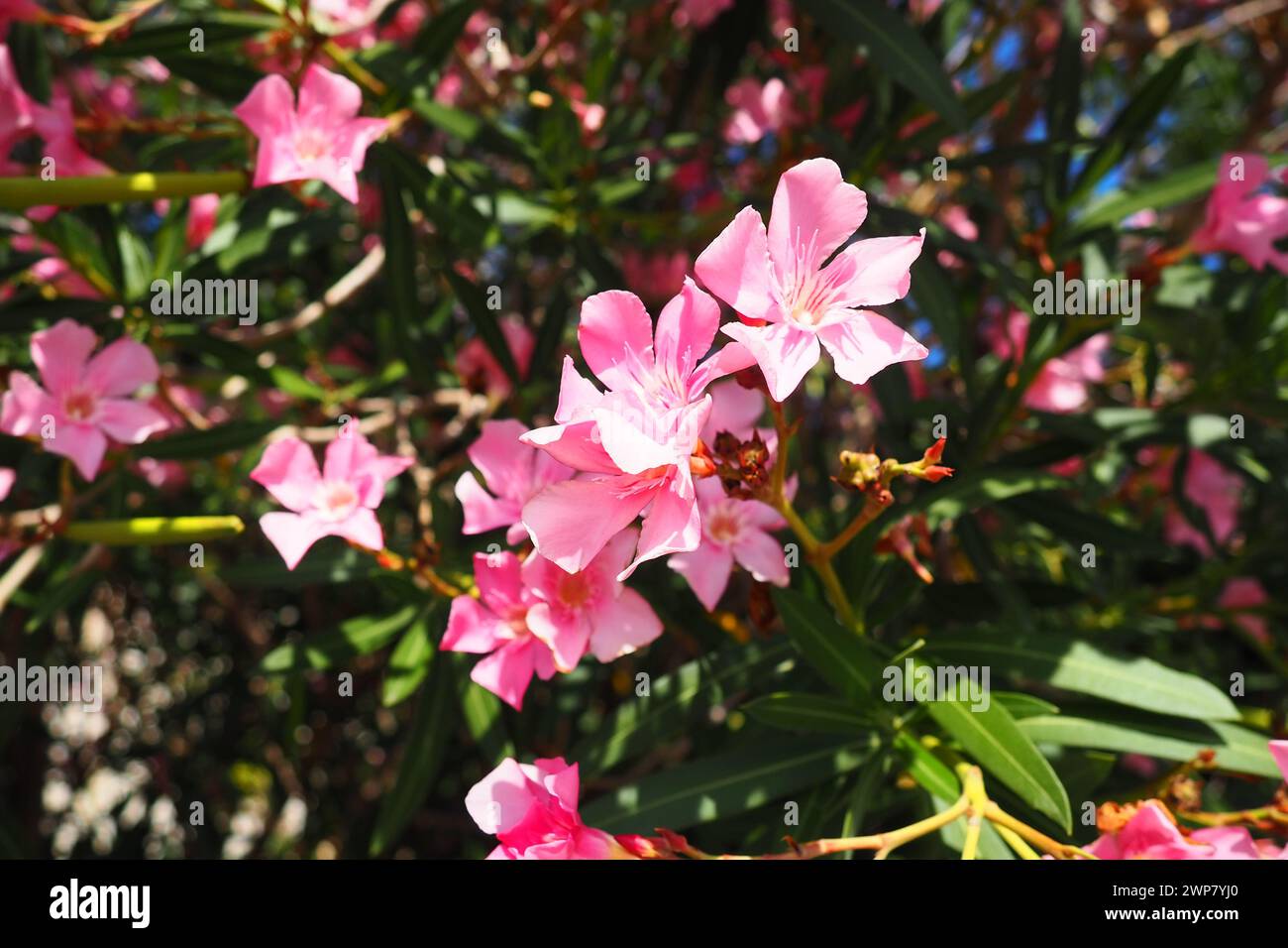 Oleander, Nerium oleander Apocynaceae, is a poisonous shrub. It is ...