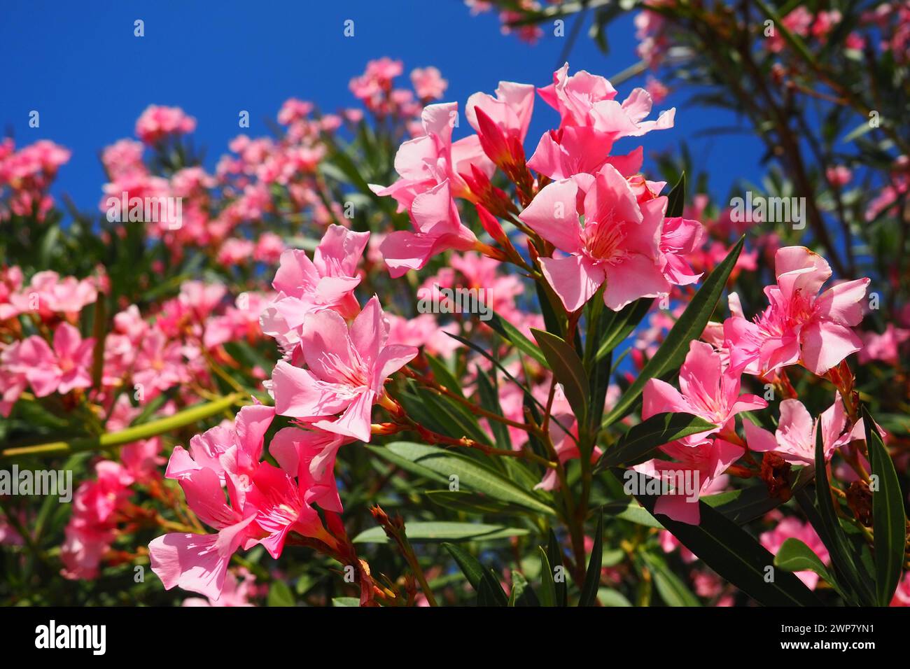 Oleander, Nerium oleander Apocynaceae, is a poisonous shrub. It is ...