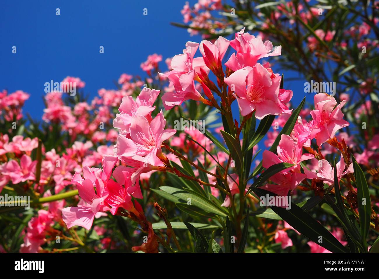 Oleander, Nerium oleander Apocynaceae, is a poisonous shrub. It is ...