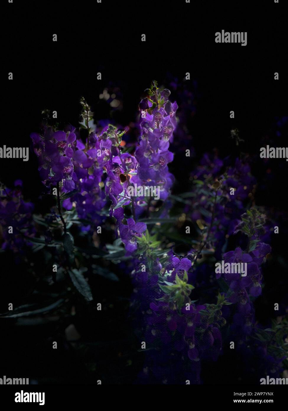 Mysterious moonlit hi-res stock photography and images - Alamy