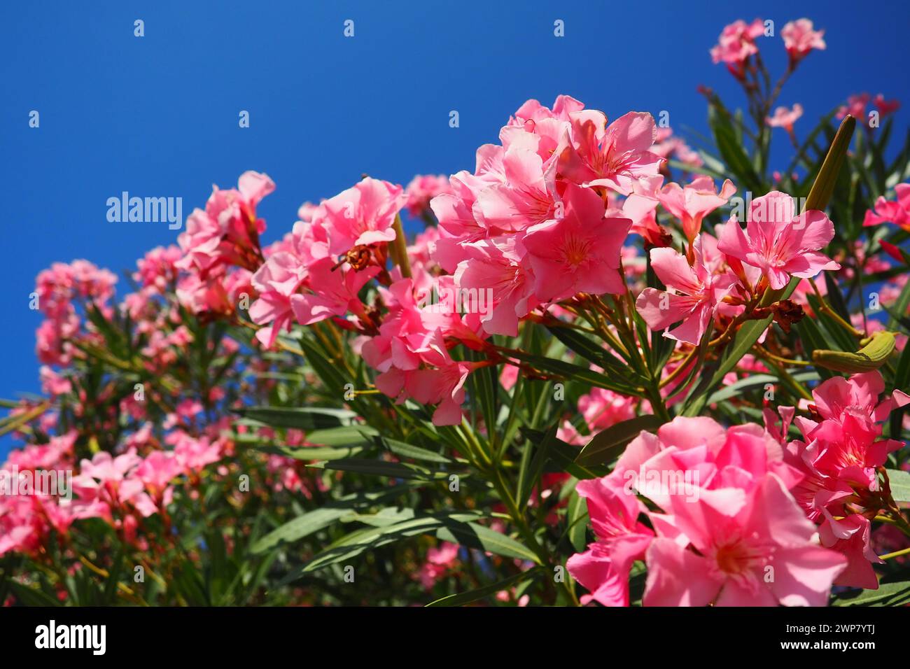 Oleander, Nerium oleander Apocynaceae, is a poisonous shrub. It is ...