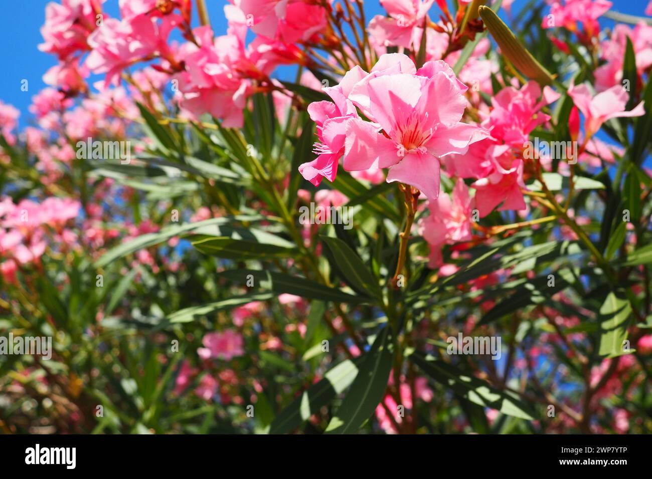 Oleander, Nerium oleander Apocynaceae, is a poisonous shrub. It is ...