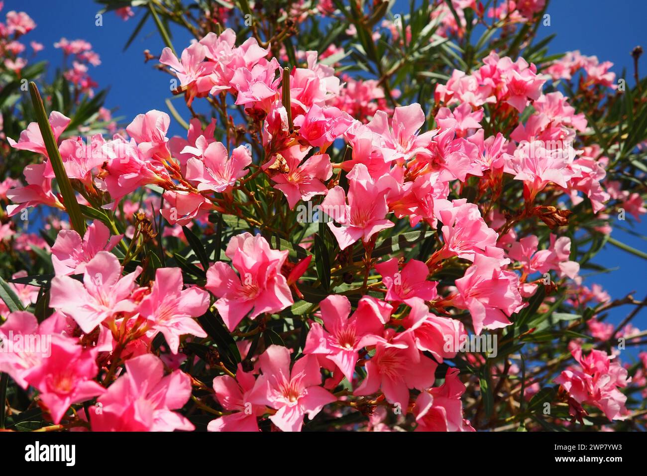 Oleander, Nerium oleander Apocynaceae, is a poisonous shrub. It is ...